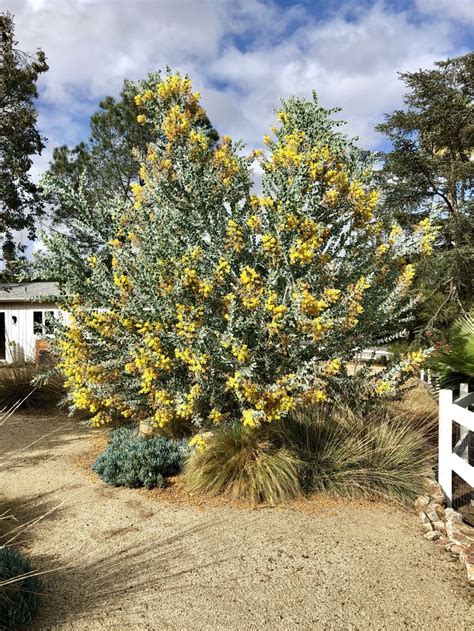 Pearl Acacia Australian Garden Design Australian Garden Australian
