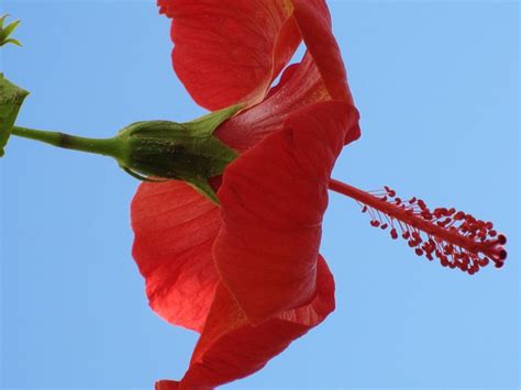 Kwiat Kraje Tropikalne Hibiskus Darmowe zdjęcie na Pixabay Pixabay