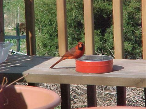 Curious Male Northern Cardinal Birdforum