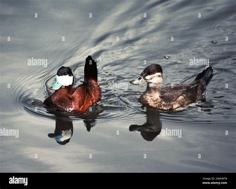 North American Ruddy Duck Oxyura Jamaicensis Male And Female Displaying Wildfowl And Wetlands