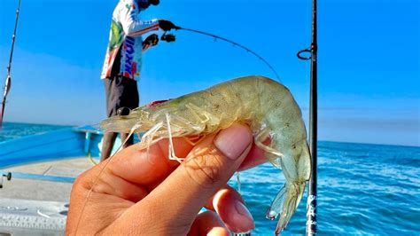Pesca de CORVINAS y PARGOS con CAMARÓN VIVO YouTube