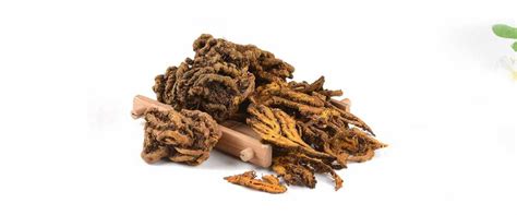 Huang Lian Huanglian Huang Lian Herb For Sale Native Chinese