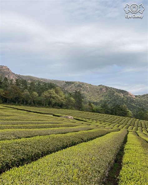 내일로여행 초록이 가득한 계절 마음도 쉬어가야죠 남도의 봄을 제대로 느끼고 싶다면 강진다원과 백운동정원 조합은 믿고 가는 힐링코스 끝없이 펼쳐지는 차밭에서