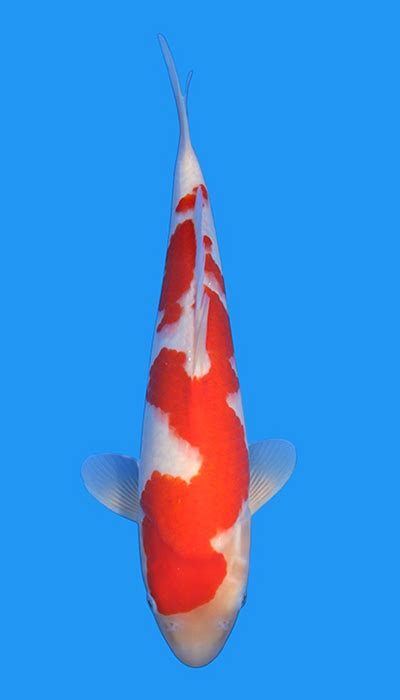 Kohaku Coastal Koi