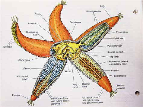 Starfish Diagram And Functions Diagram Of Star Fish With Lab