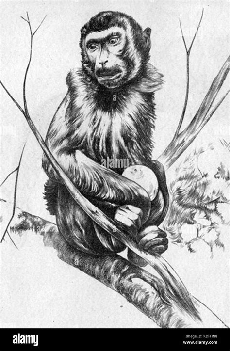 How To Draw A Monkey On A Tree