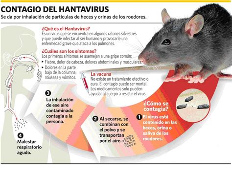 Brote Hantavirus Ya Son Diez Los Muertos Por El Brote De Hantavirus