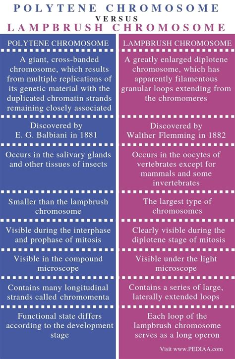 What Is The Difference Between Polytene And Lampbrush Chromosome