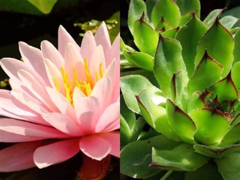 Fractal Design In Nature