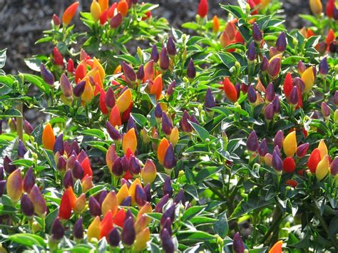 Numex Twilight Bunte Chili Mittelscharfe Chilli