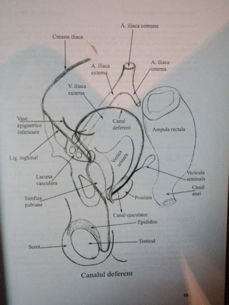 ANATOMIA OMULUI APARATUL GENITAL De G LUPU Bucuresti