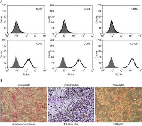 Characteristics Of Mscs Isolated From Human Bone Marrow A Flow