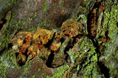 Perithecia Of Apple Canker Stock Image C027 3114 Science Photo