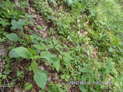 야생산삼산행 자연산약초 산삼잎사진 네이버 블로그