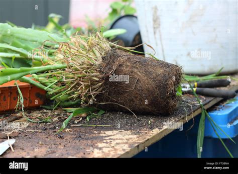 Root Bound Or Over Grown Roots Of Epiphyllum Or Also Known As Orchid