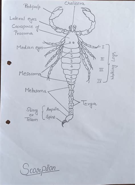 Scorpion Diagram