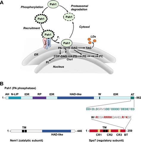 The Saccharomyces Cerevisiae Spo7 Basic Tail Is Required For Nem1spo7