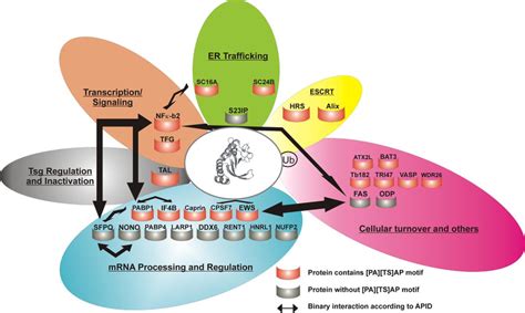Functional Clusters Of Proteins Identified As Potential Interaction