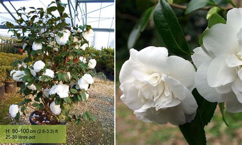 Camellia Japonica White Hakurakuten Shrub Garden Plants Online