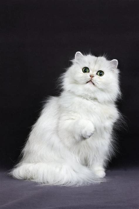 Chinchilla Persian Kittens On Pink Stock Image Image Of Floral Pampered 18472255