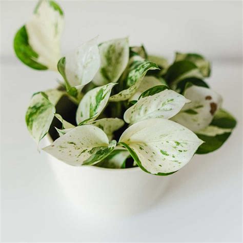 15 25cm Epipremnum Happy Leaf Pothos 12cm Pot House Plant Plants For All Seasons