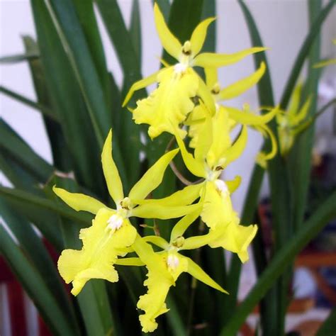 Флора Лайф - Home | Facebook