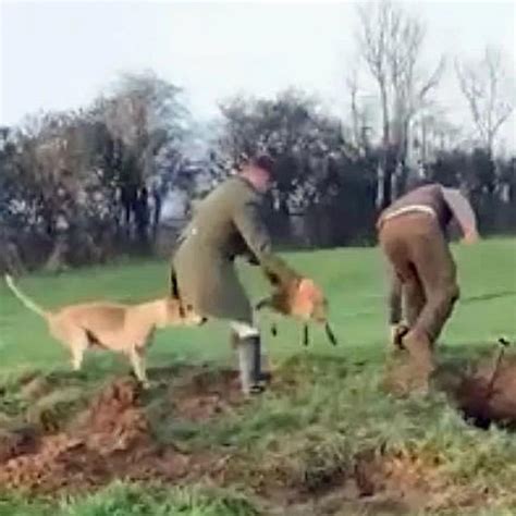 The Animal Welfare Act 2006 Protect The Wild