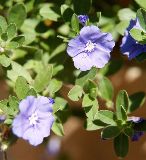 How To Plant And Grow Evolvulus