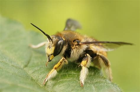화려한 노란색 줄무늬 유럽 양모 고독 꿀벌 Anthidium Manicatum에 근접 촬영 대형에 대한 스톡 사진 및 기타