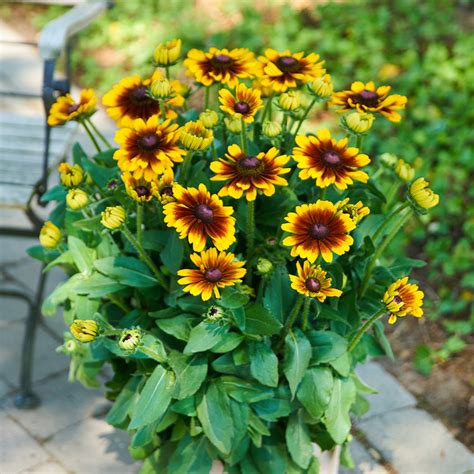 Shop Rudbeckia Unique Summerdaisy Collection | J. Parker's