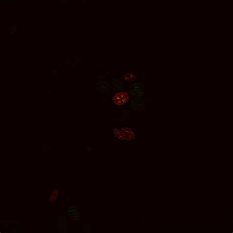 Toxoplasma Gondii Rh Inner Membrane Complex Cil 10547 Doccheck