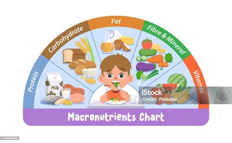 다량 영양소 차트 단백질 탄수화물 지방 비타민 미네랄 섬유질 및 음식 야채 과일 일러스트레이션 만화 캐릭터 벡터 디자인 건강한 생활방식에 대한 스톡 벡터 아트 및 기타