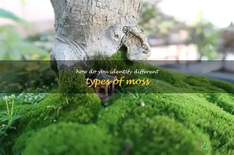 Discovering The Varieties Of Moss How To Identify Different Types ShunCy