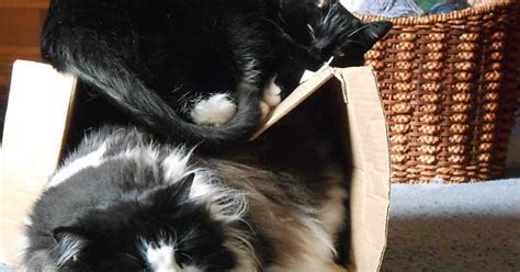 Two Cats One Box Imgur