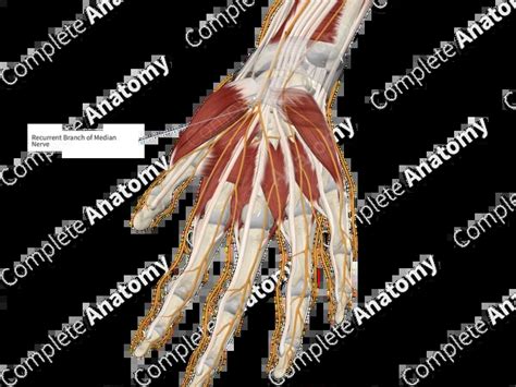 Recurrent Branch Of Median Nerve Complete Anatomy