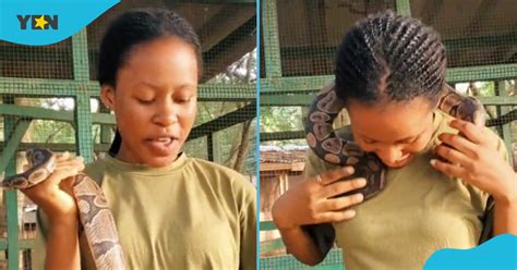 lady at shai hills resource reserve plays with python in video asks