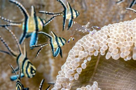 รูปภาพtenacles เลือกดูภาพถ่ายสต็อก เวกเตอร์ และวิดีโอ123 Adobe Stock