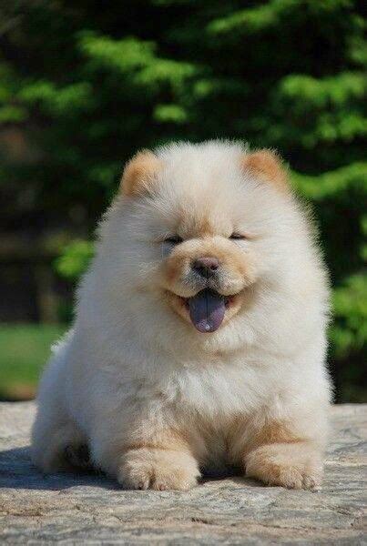 Most Unique Dog Chow Chow My Chubbs The Cutest Dog In The Whole World