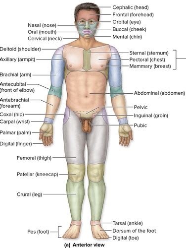 Anatomy Comprehensive Exam Flashcards Quizlet