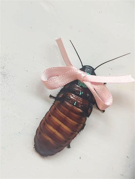 Madagascar Hissing Cockroach 🎀 ˚ · Nel 2025