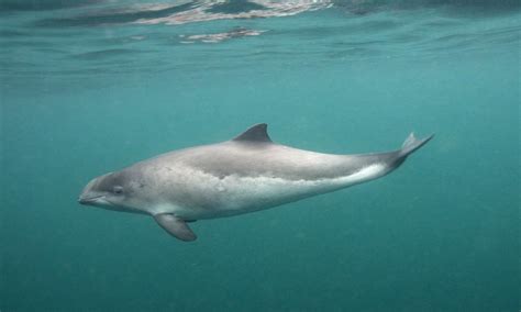 Three Harbour Porpoises Killed Every Day In The Uk Wwf