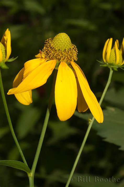 Cutleaf Coneflower Wildflowers Nature In Focus