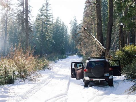 Locals Secret Where To Cut Your Own Christmas Tree In Oregons