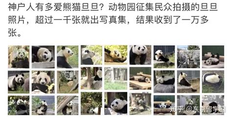 日本第一网红告老还乡