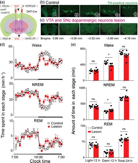 Mesencephalic Dopamine Neurons Are Essential For Modafinil‐induced