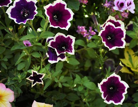 ペチュニアの育て方！ 可愛い花をたくさん咲かせよう How To Plan Plants