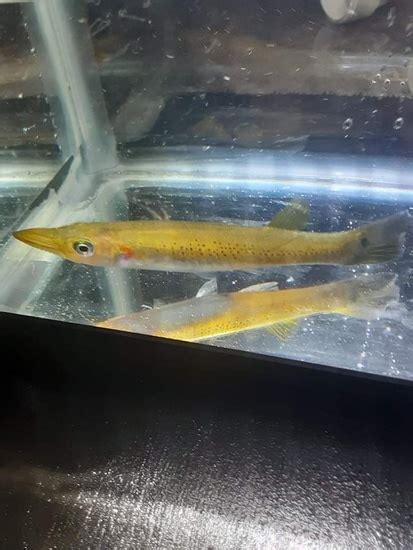 Pike Killifish Killifish And Topminnows By Above Ground Exotics