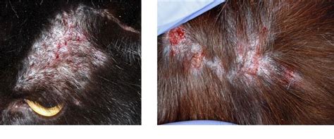 Eczema On Cats Treatment