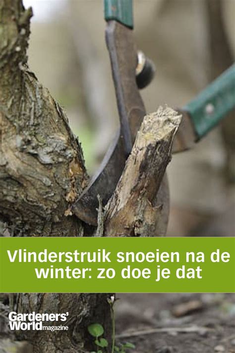 Je Vlinderstruik Snoeien Na De Winter Zo Doe Je Dat Vlinderstruik