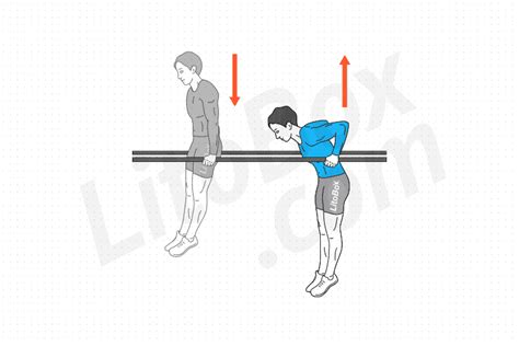 Dips Barres Chaises Ou Banc Exercice Expliqué étape Par étape Vidéo
